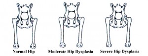 Hip Dysplasia – Miami Veterinary Specialists