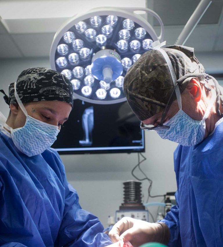 Animal Surgery | MVS Hospital